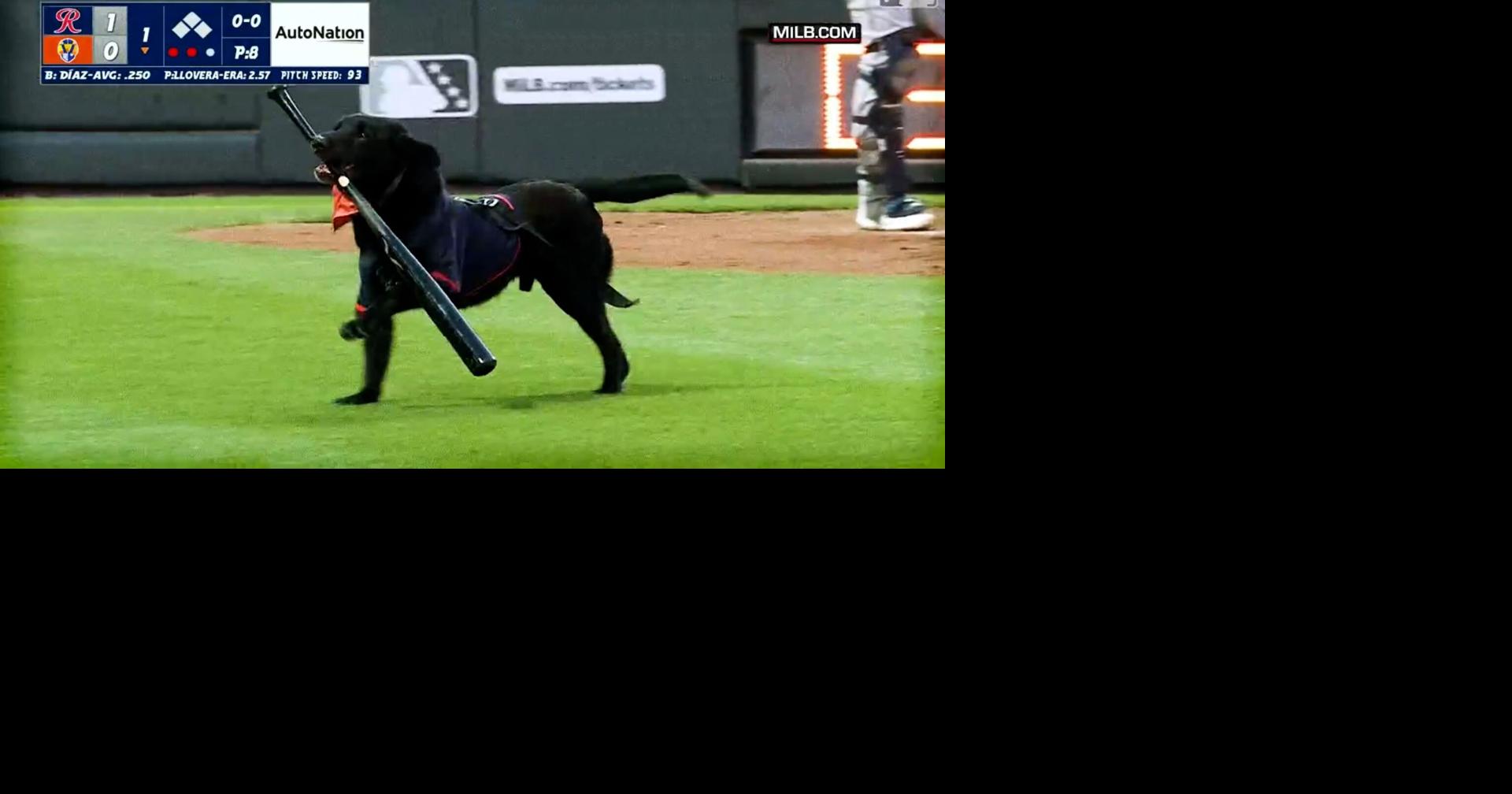 Las Vegas Aviators' Bat Dog Finn Retires from Bat-Retrieving Duties ...