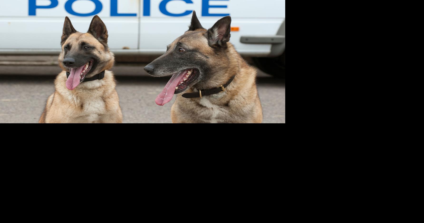 LVMPD K9 Enzo Recovers After Downtown Barricade Incident ...