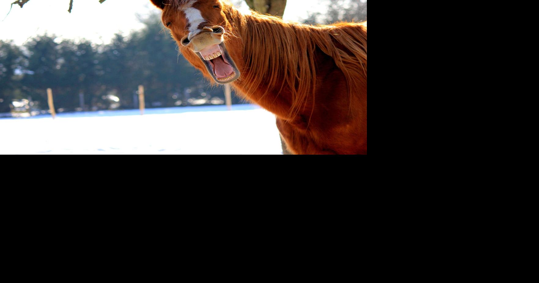 From Broadway to the Barn: Alice Whitfield’s New Role at HAV Horse ...