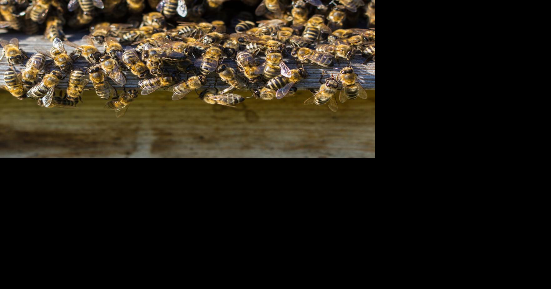 Bee Swarms and Infestations Surge Across the Valley | Lifestyle ...