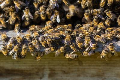 Bee Swarms and Infestations Surge Across the Valley | Lifestyle ...