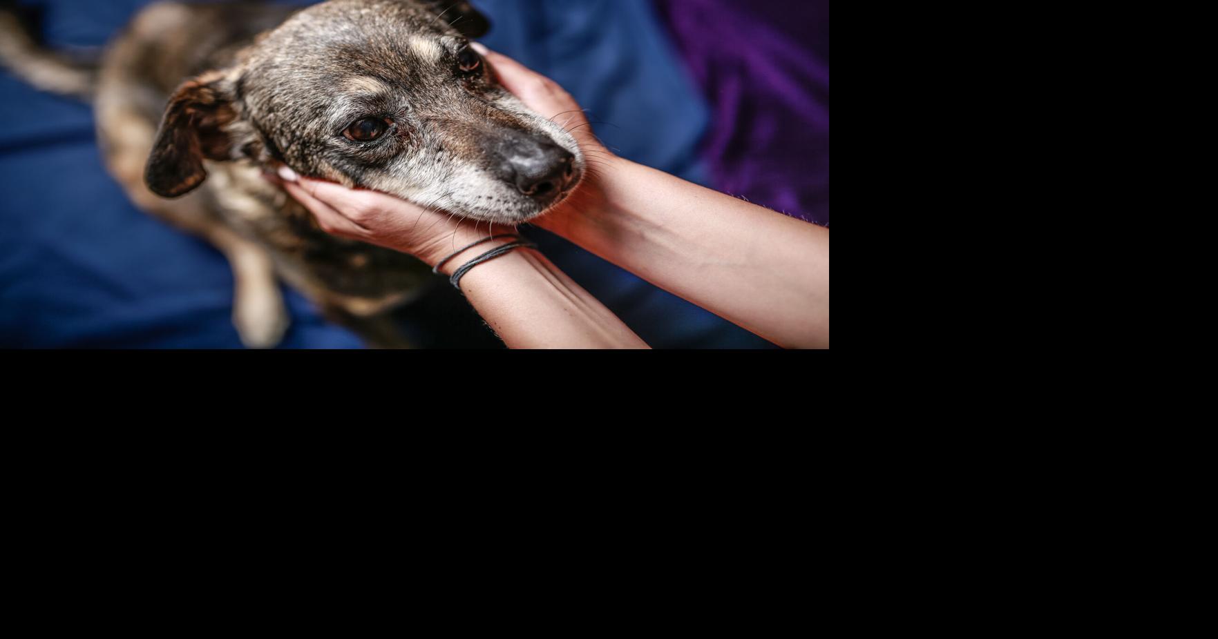 Las Vegas Organization Street Dogz Supports Pets of Homeless Community ...