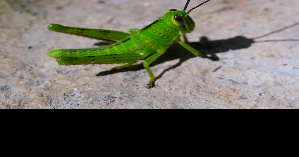 Grasshopper Sightings in Las Vegas Spark Fear Among Residents | News ...