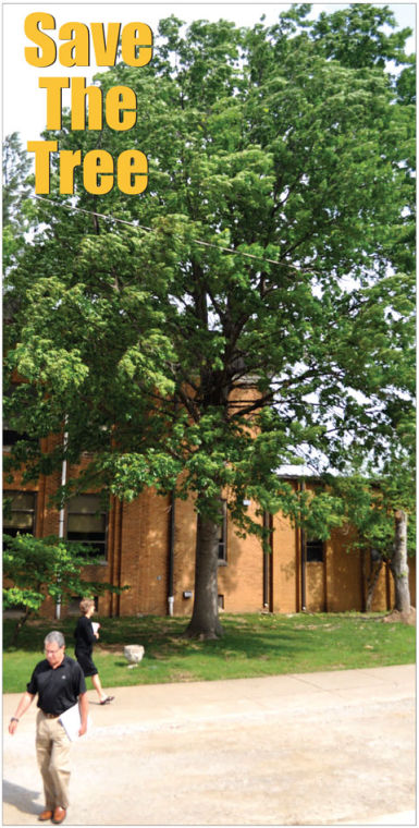 Group organizing to keep tree at old courthouse | Local News ...