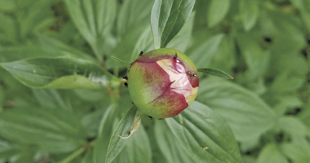 PEONY PRO TIPS: Master Gardeners share tips, tricks | News ...