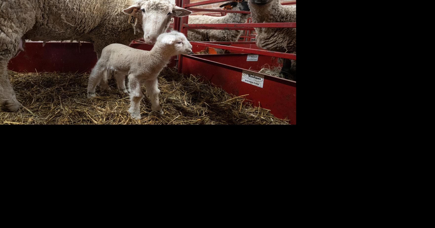 New lamb protection during wintertime explained | News ...