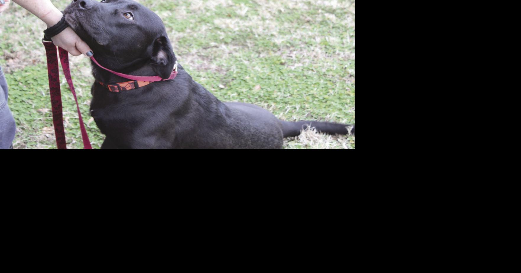 Treating prostate problems in dogs | News | claremoreprogress.com