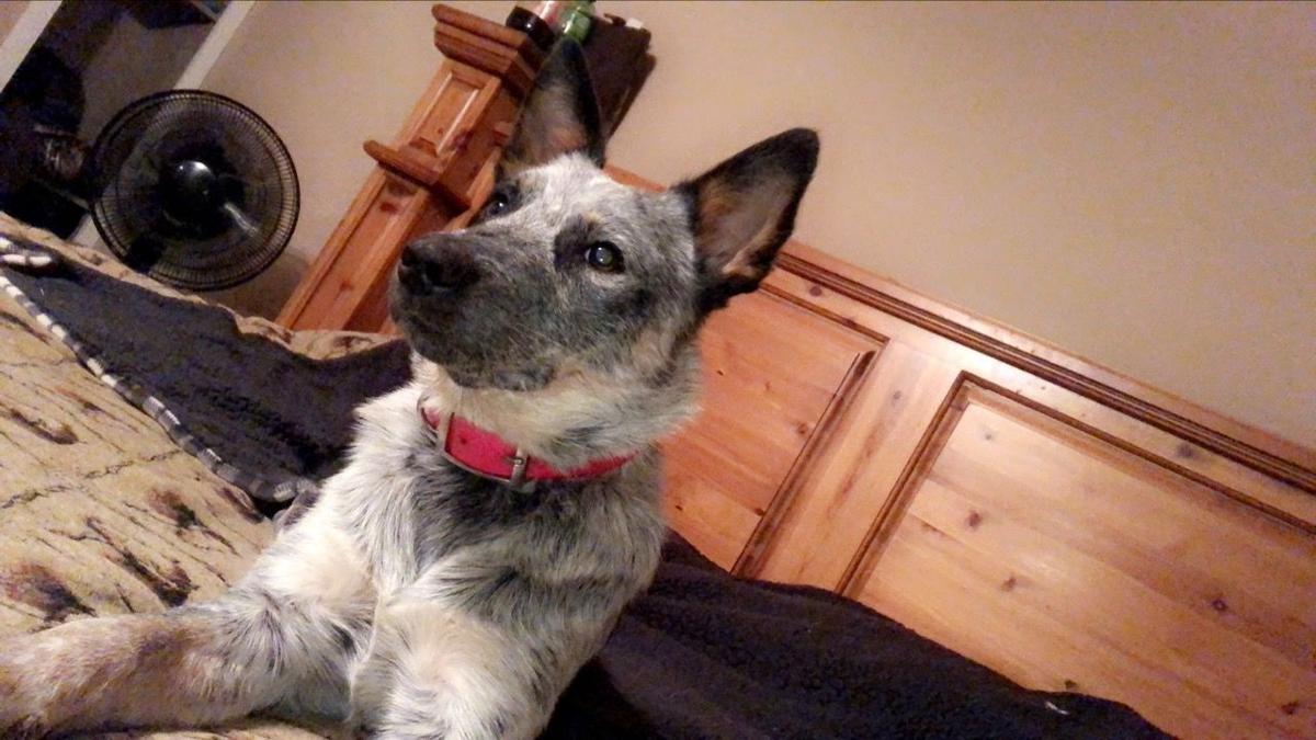 Two beloved Blue Heelers found dead in Foyil | News | claremoreprogress.com