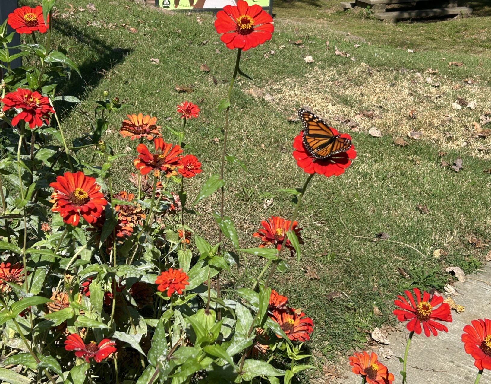 Wildlife advocates recommend planting milkweed, asters to feed monarchs ...