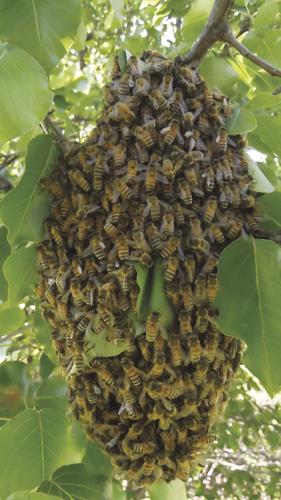 What to do during swarm season | Community | claremoreprogress.com