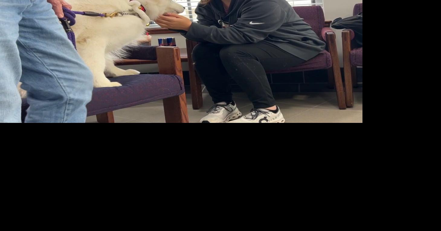 Fetch a break: Therapy dogs provide respite at RSU library during ...