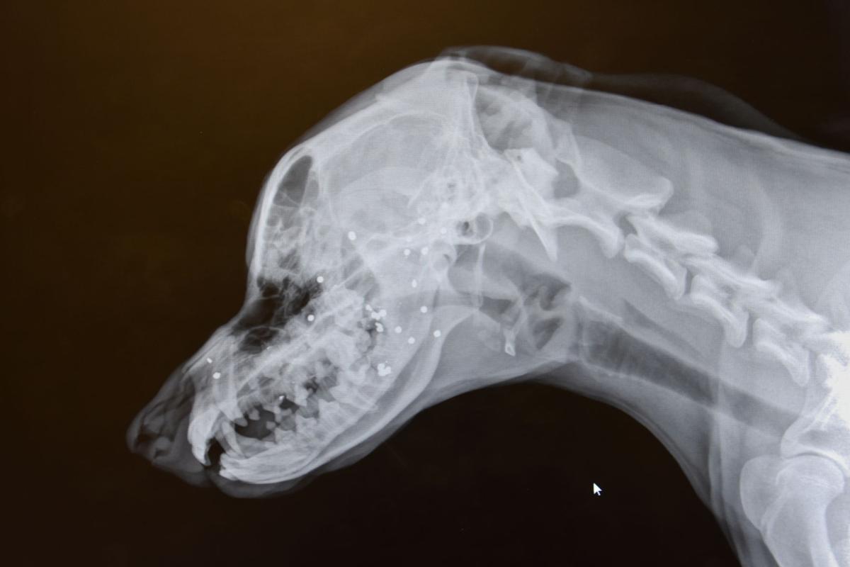 (VIDEO) Dog survives shotgun blast to face | Local News ...
