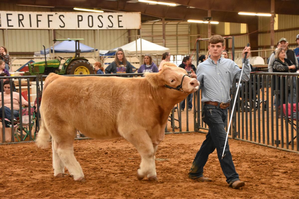 2020 Johnson County Junior Livestock Show and Youth Fair: Steer show ...