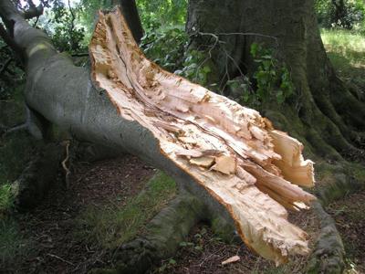 JCMG: Summer Limb Drop — what is happening to my trees now ...