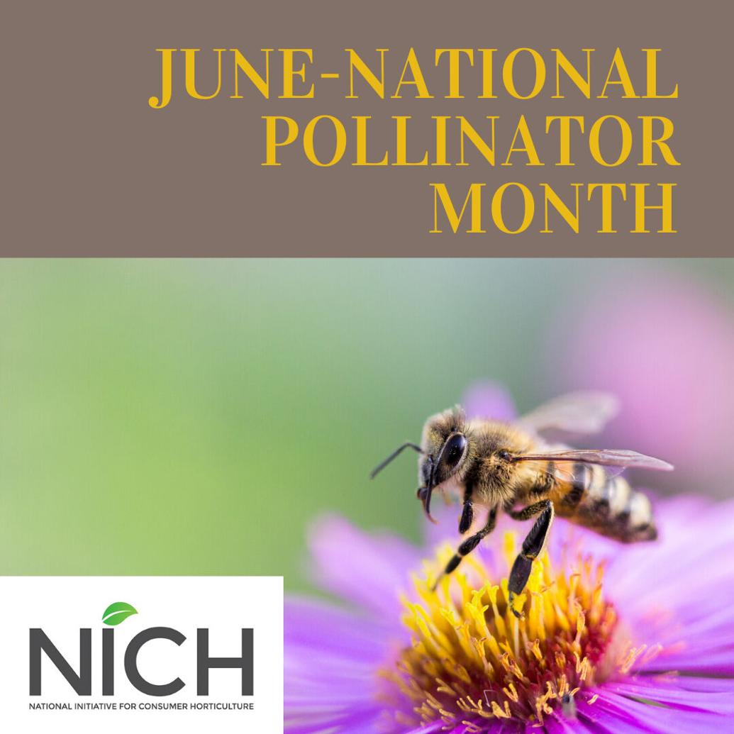 JCMG: June is National Pollinator Month | Farmandranch ...