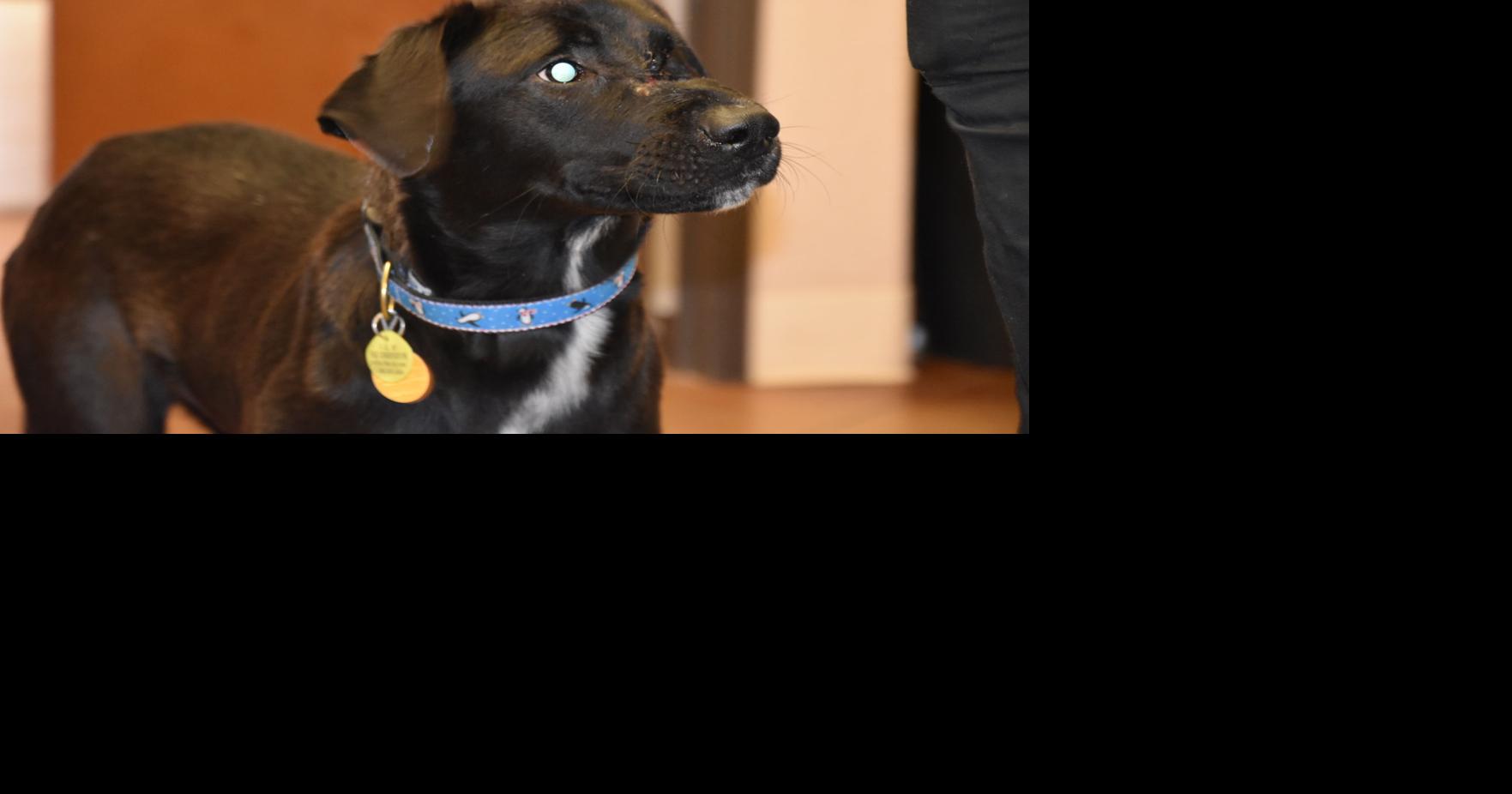 (VIDEO) Dog survives shotgun blast to face | Local News ...
