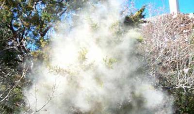 Cold weather slows but doesn’t stop cedar fever | Local News | cleburnetimesreview.com