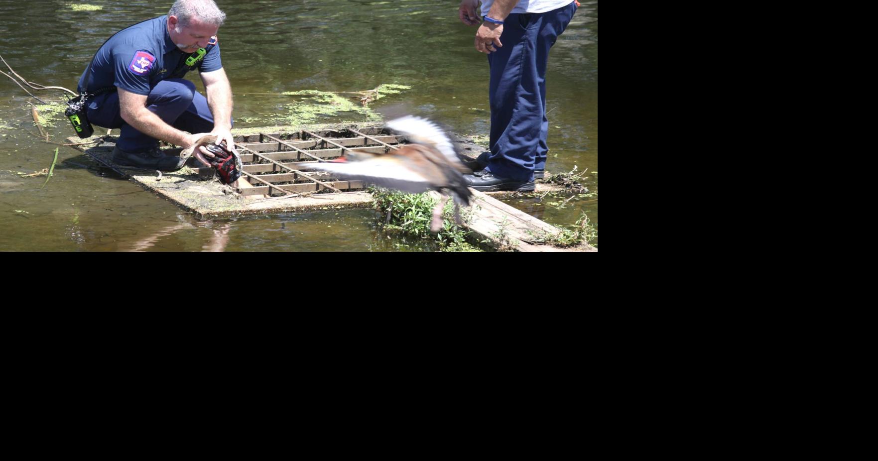 Operation duck | Local News | cleburnetimesreview.com