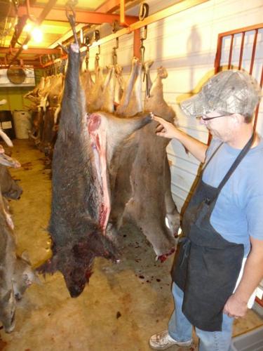 Going whole hog for wild boar | Local News | cleburnetimesreview.com