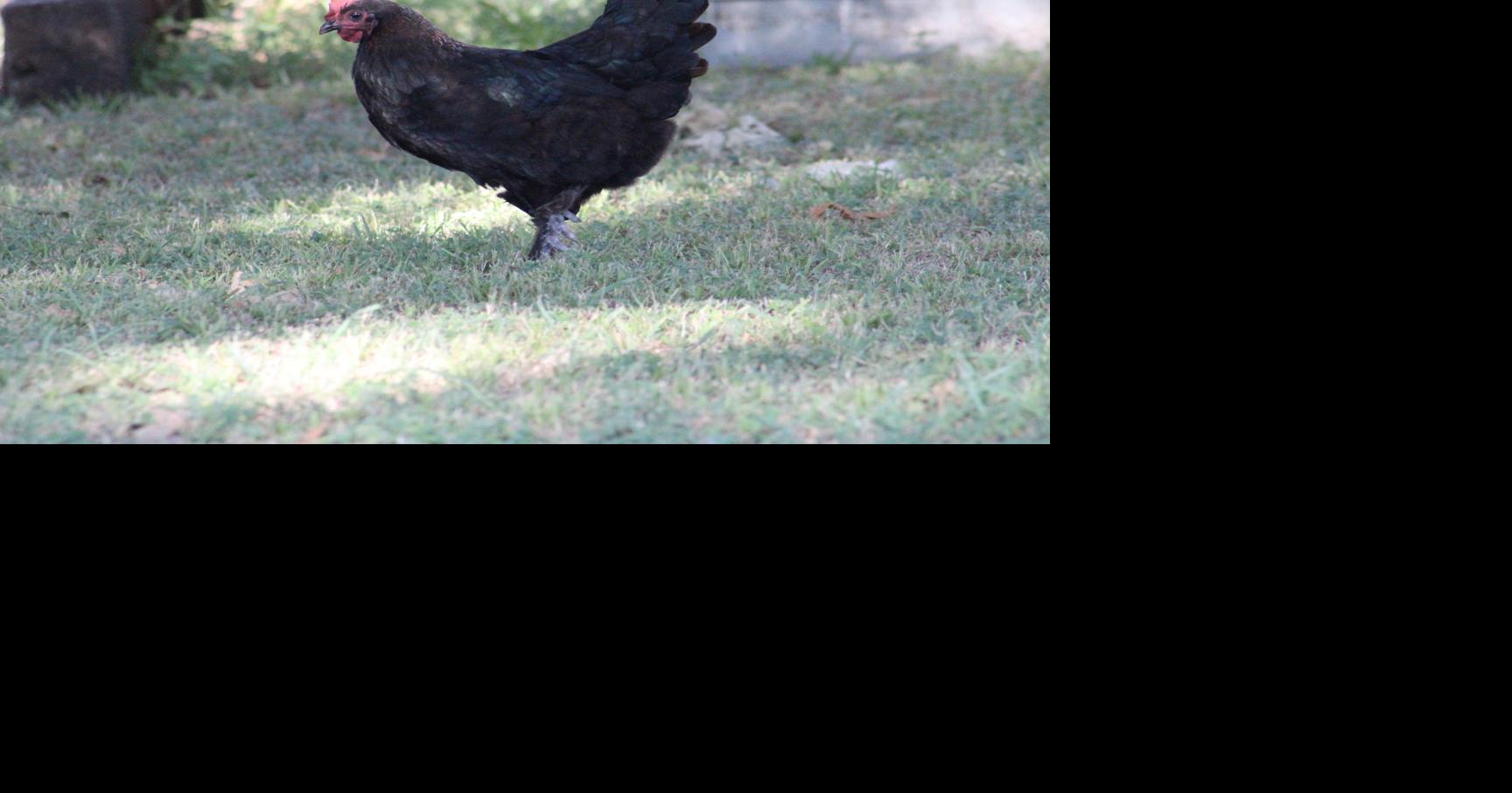 Fowl play | Local News | cleburnetimesreview.com