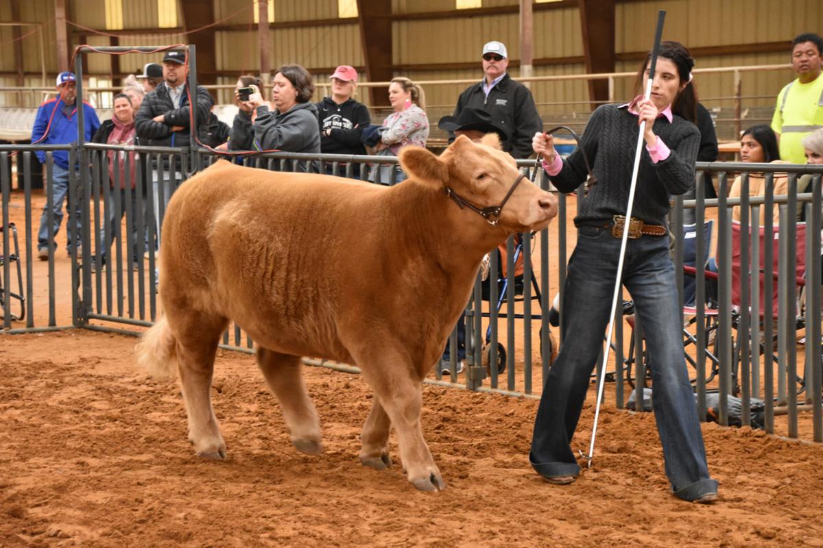 2020 Johnson County Junior Livestock Show and Youth Fair: Steer show ...