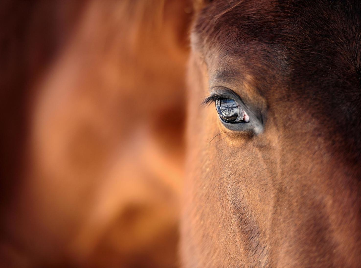One case of equine virus found in Johnson County | Local News ...