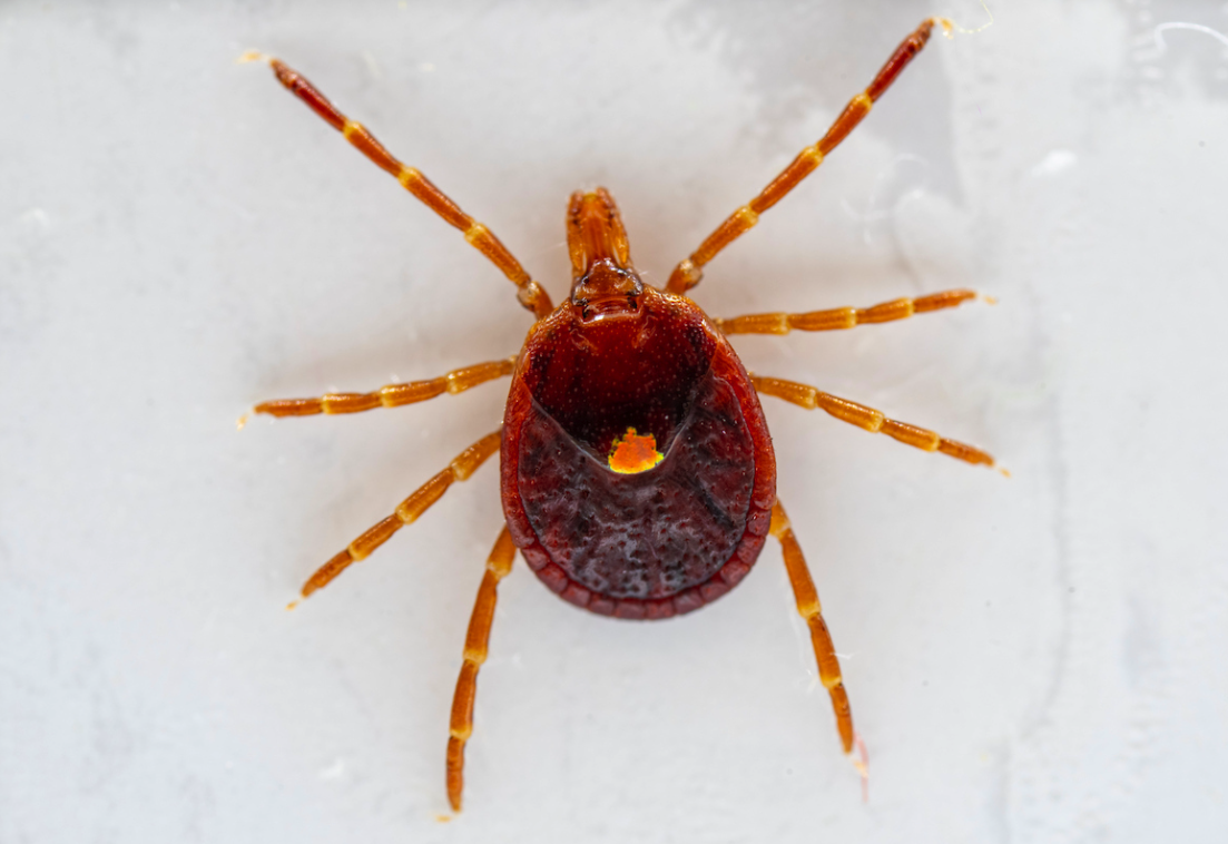 Tick talk: How to spot, avoid and remove ticks in Texas | Local News ...