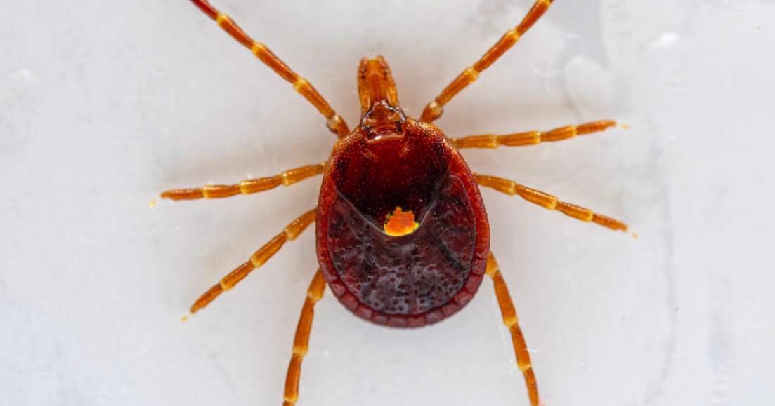 Tick talk: How to spot, avoid and remove ticks in Texas | Local News ...
