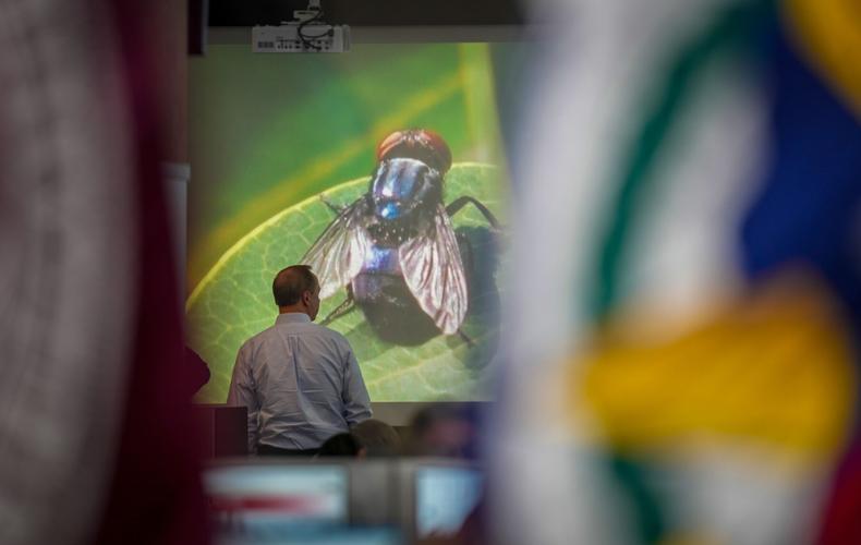Texas governor wants to speed up work on a fly-breeding factory to ...