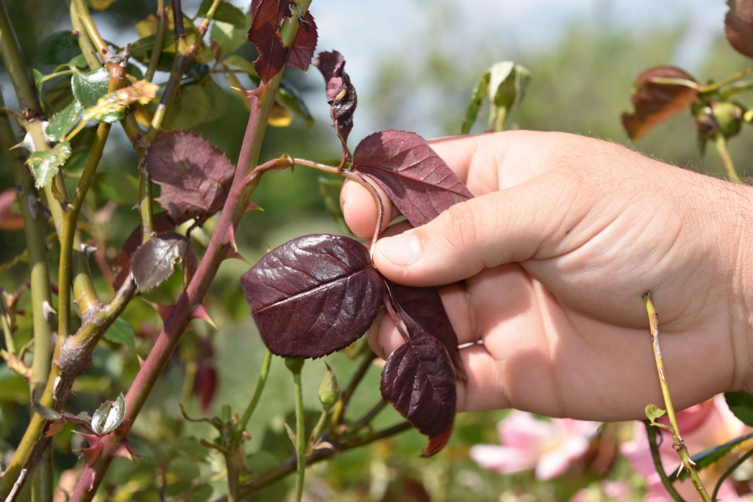 Viral pathogen infects roses all over Johnson County | Local News ...