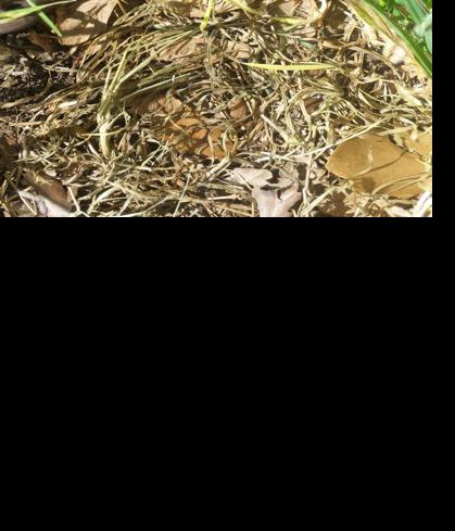Warmer weather waking up snakes | Local News | cleburnetimesreview.com