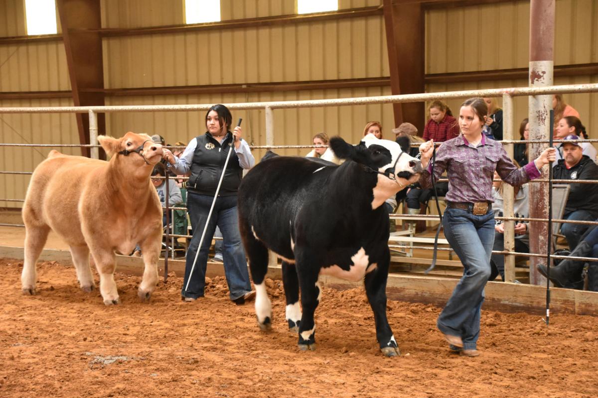 2020 Johnson County Junior Livestock Show and Youth Fair: Steer show ...