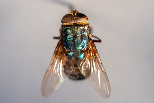 New World Screwworm detected in Texas | Local News ...