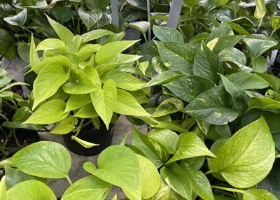 Melinda Myers: A plant for every room in your home | Living ...