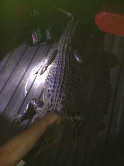 Alligator caught in Buffalo Creek | Local News | cleburnetimesreview.com