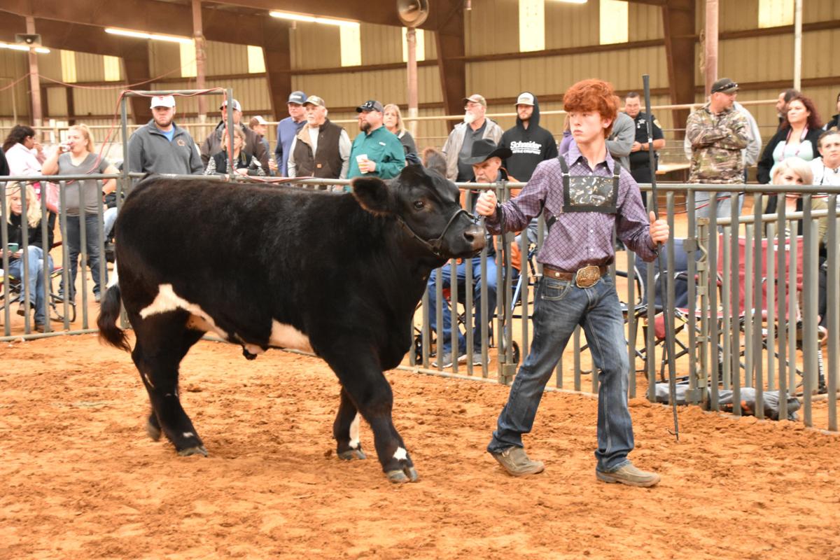 2020 Johnson County Junior Livestock Show and Youth Fair: Steer show ...