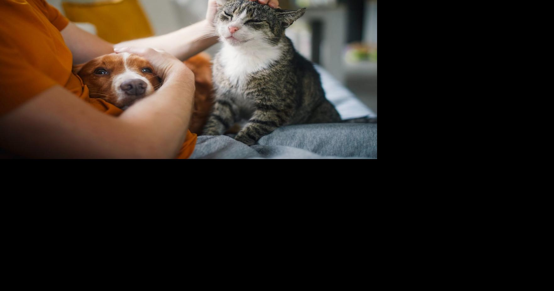 Heart to heart: Importance of bonding with your pets | Living ...