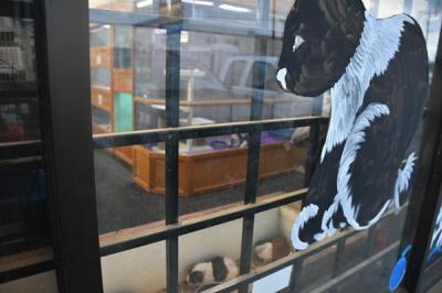 Judge awards custody of Pet Depot animals to city | Local News ...