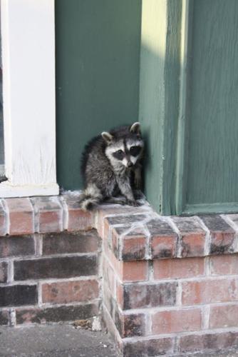 Raccoon tests positive for distemper | Local News | cleburnetimesreview.com
