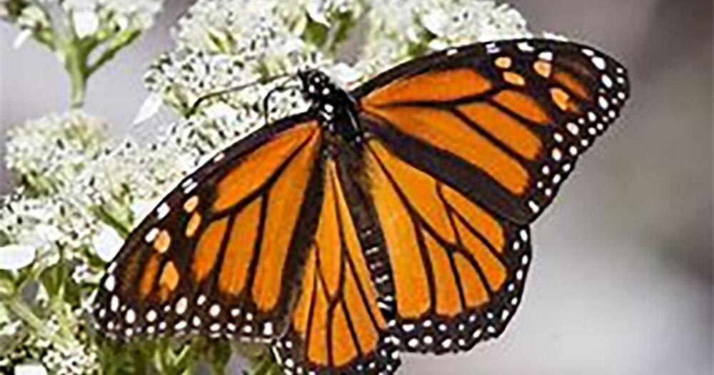 JCMG: September begins monarch migration | Living | cleburnetimesreview.com