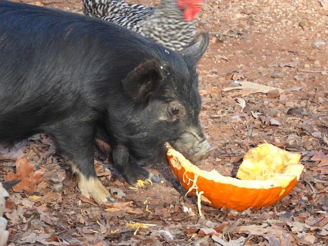 Pigs and pumpkins: a match made in hog heaven | News | clevelandbanner.com