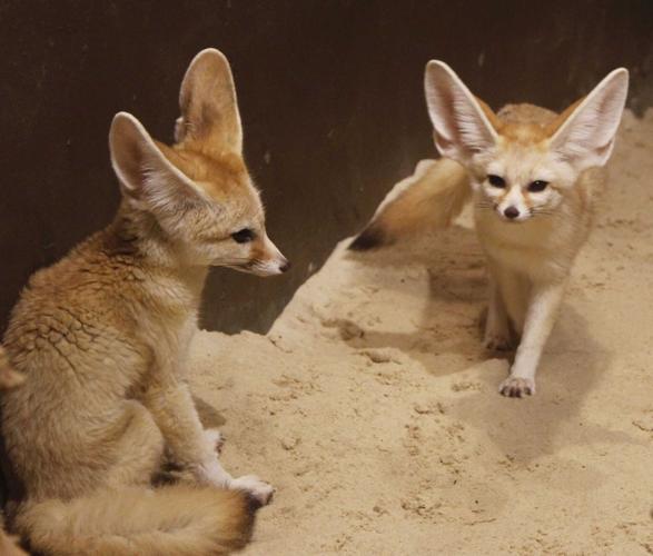 Chattanooga Zoo welcomes four new fennec foxes | News | clevelandbanner.com