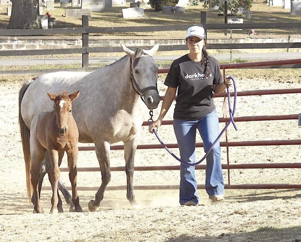Dark Horse rescues horses and people | News | clevelandbanner.com