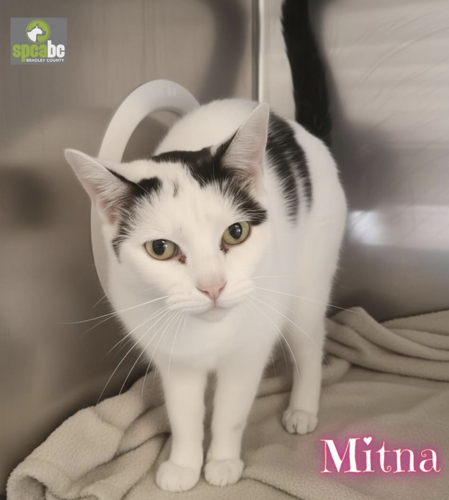 SPCA pets need homes | News | clevelandbanner.com