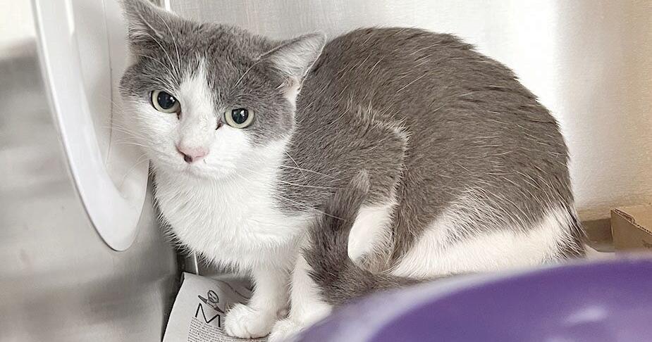 SPCA pets 6-15-24 | Features | clevelandbanner.com