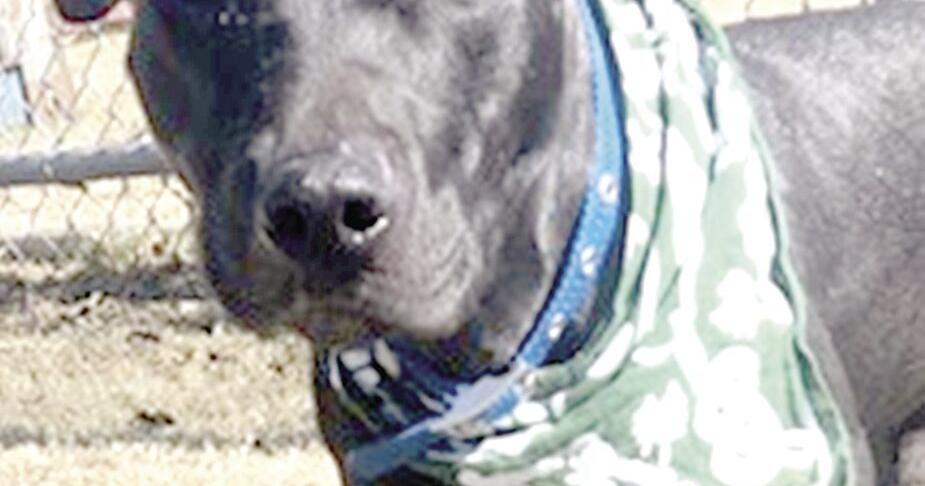 SPCA pets 11-18-23 | Features | clevelandbanner.com