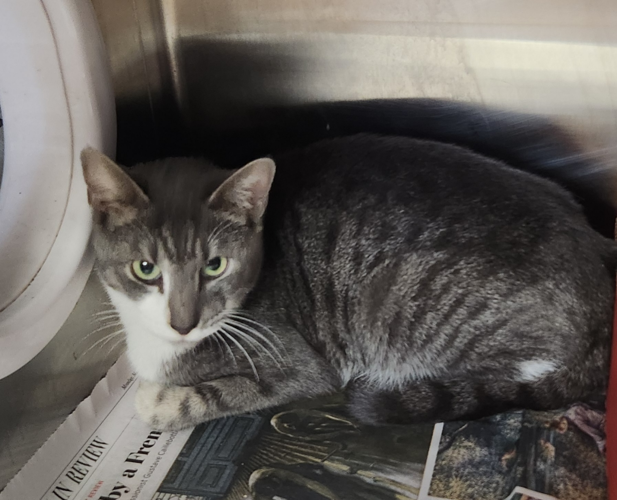 SPCA pets need homes | News | clevelandbanner.com