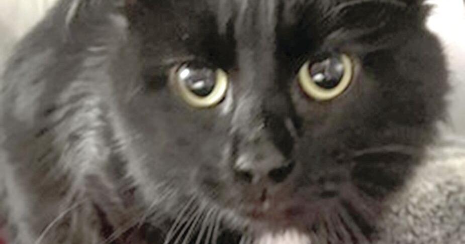 SPCA pets need homes | Features | clevelandbanner.com
