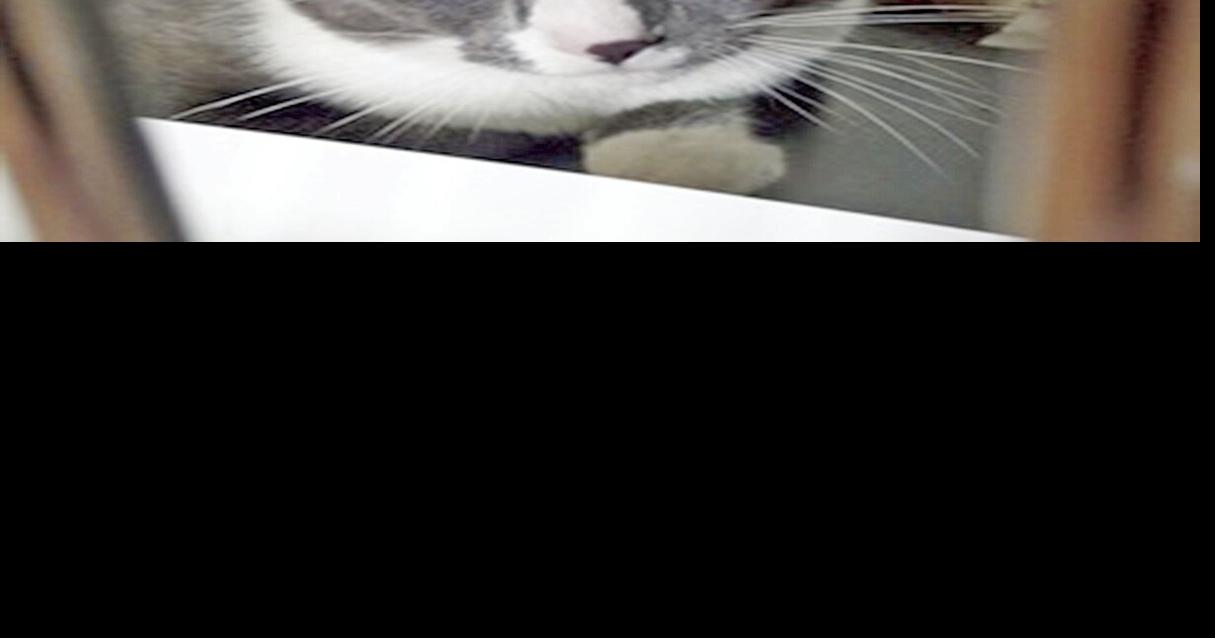 SPCA pets need homes | News | clevelandbanner.com