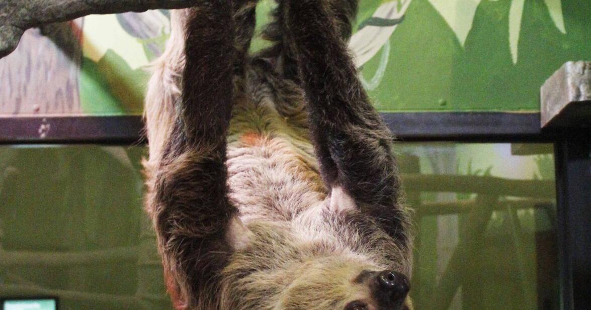 Two-toed sloth finds new home at Chattanooga Zoo | News ...